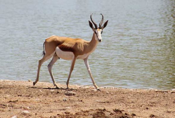 Biltong Hunting South Africa: The Springbok – Farmer to Hunter